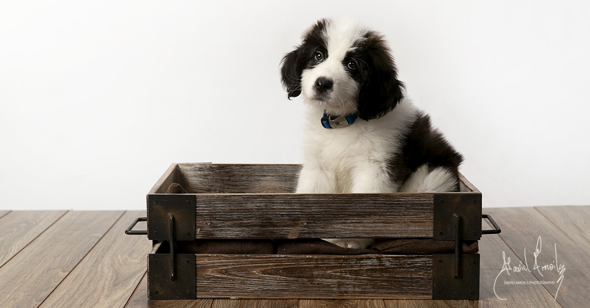 3 Intriguing Things to know about Professional Animal or Pet ...