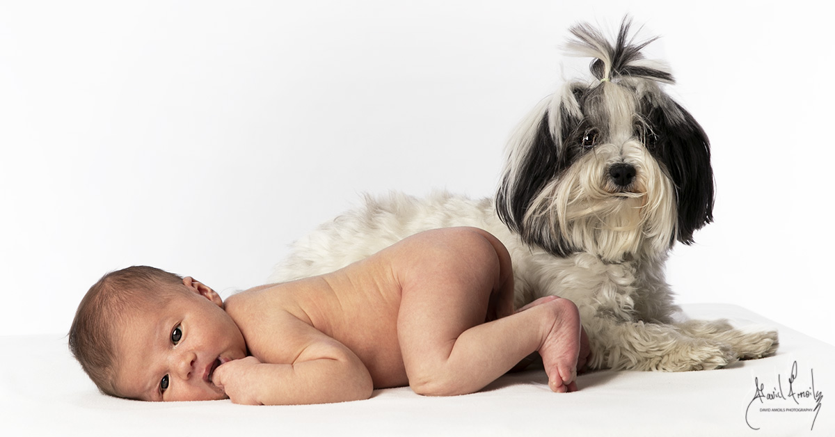 How Does a Professional Pet Portrait Studio Create the Perfect ...